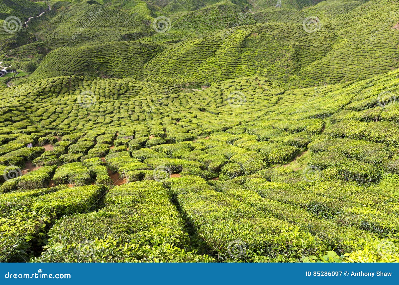 Tee-Plantage in Cameron Highlands, Malaysia Stockbild - Bild von feld ...