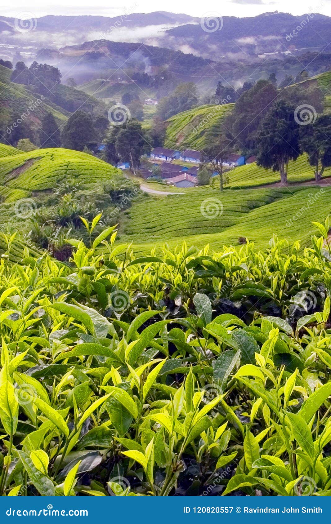Tee-Plantage, Cameron Highlands, Pahang Stockbild - Bild von meer ...