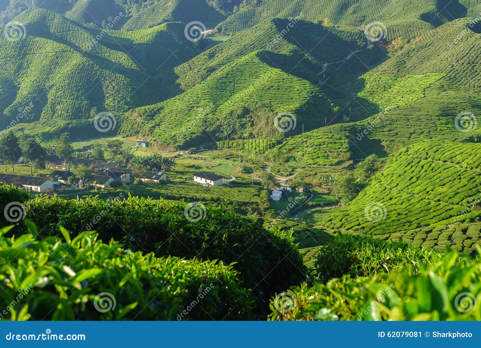 Tee-Plantage Cameron Valley Stockbild - Bild von landschaft, britisch ...