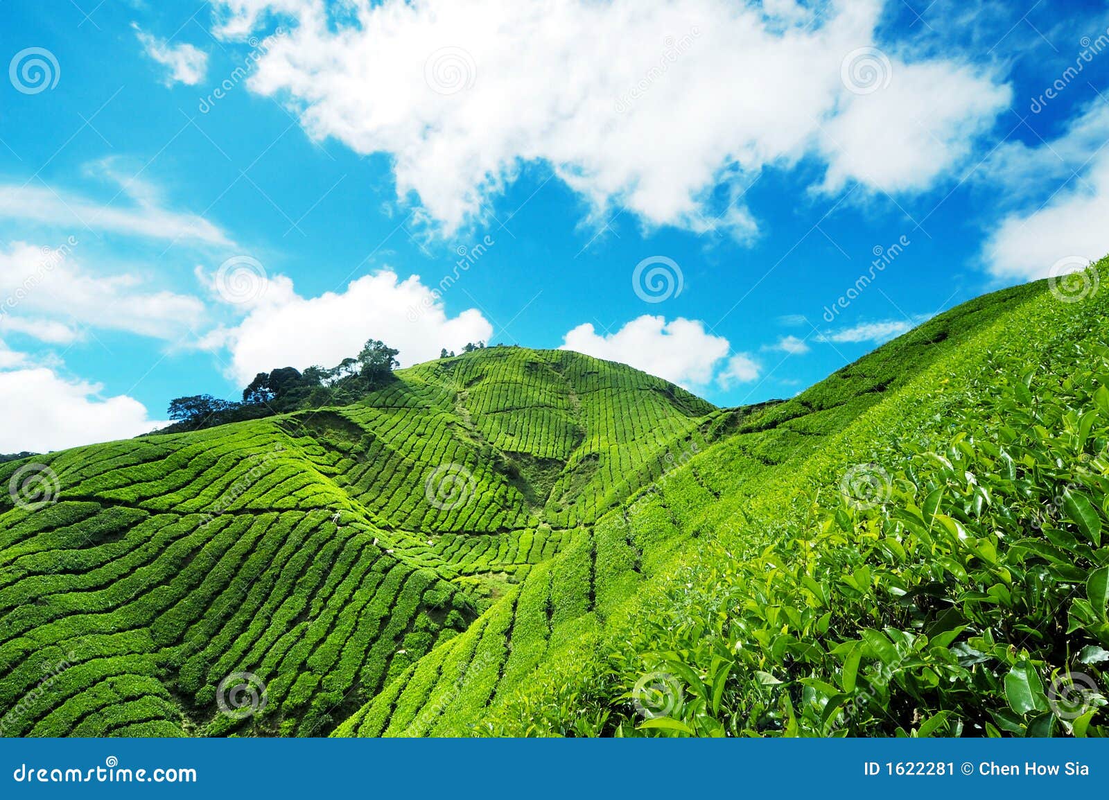 Tee-Plantage Im Cameron-Hochland Stockbild - Bild von ruhig, atmosphäre ...