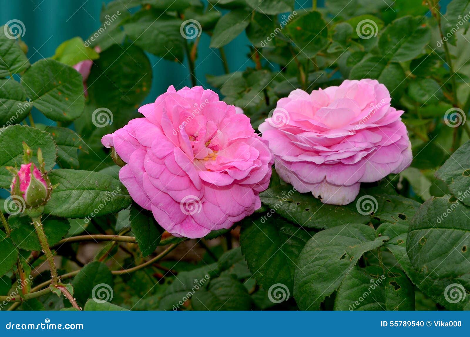 Tee Rose stockfoto. Bild von geruch, hinzugefügt, besagt - 55789540