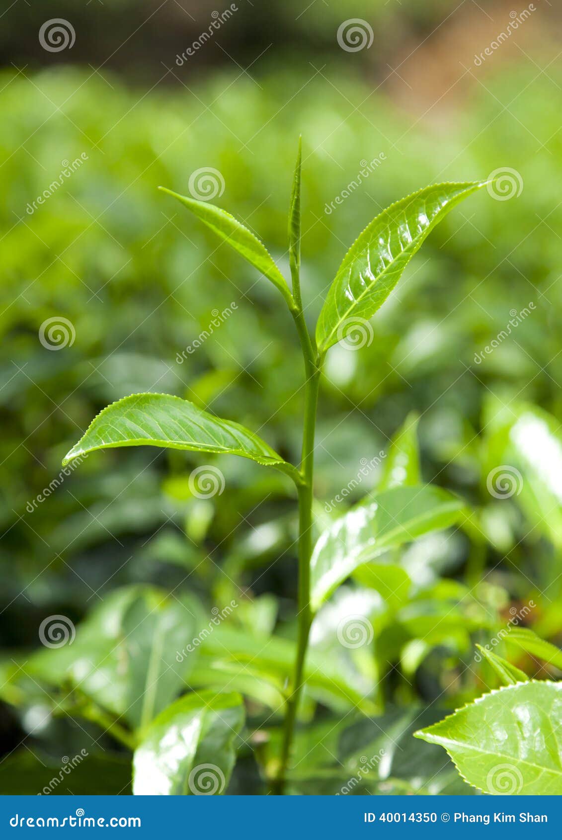 Teeblatt stockfoto. Bild von nahrung, sonnig, betriebe - 40014350