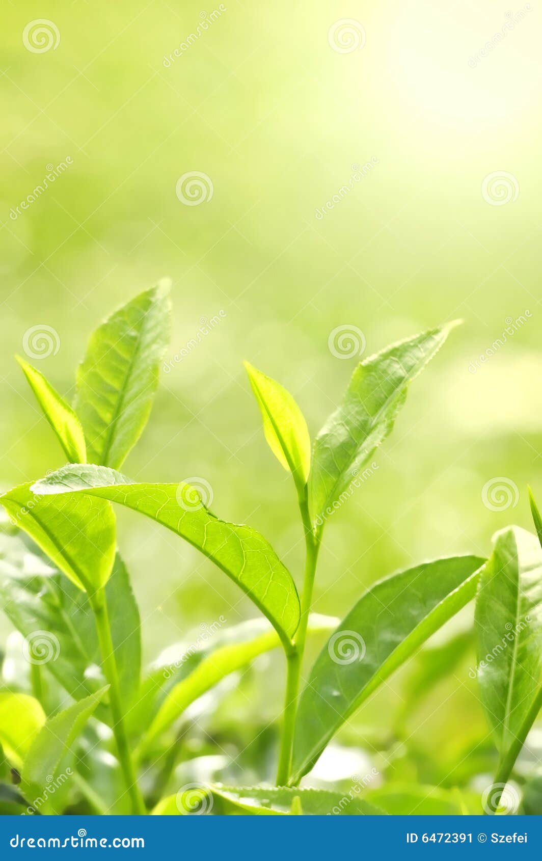 Teeblatt stockbild. Bild von feld, knospe, hintergrund - 6472391