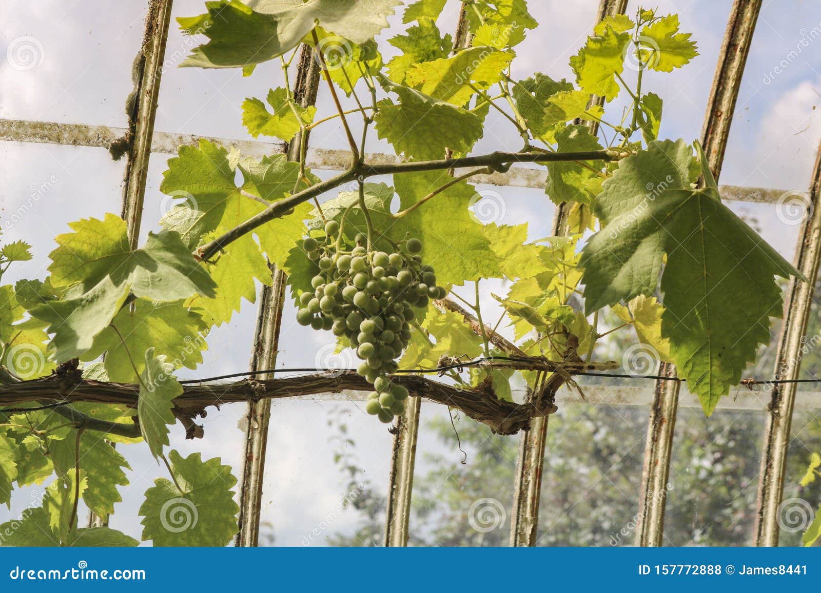 Teelt Van Druiven in De Kas Stock Foto - Image of vrucht, zonnig: 157772888
