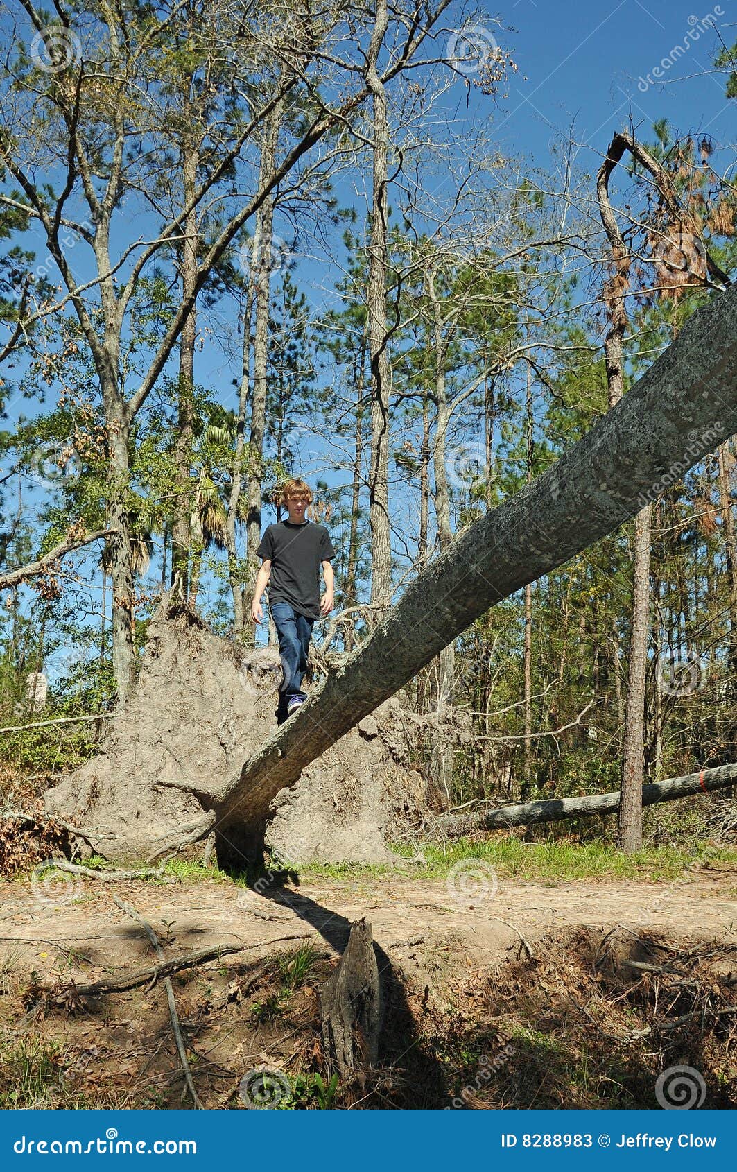 Teen on a Fallen Tree Bridge Stock Image - Image of teenager, nature ...