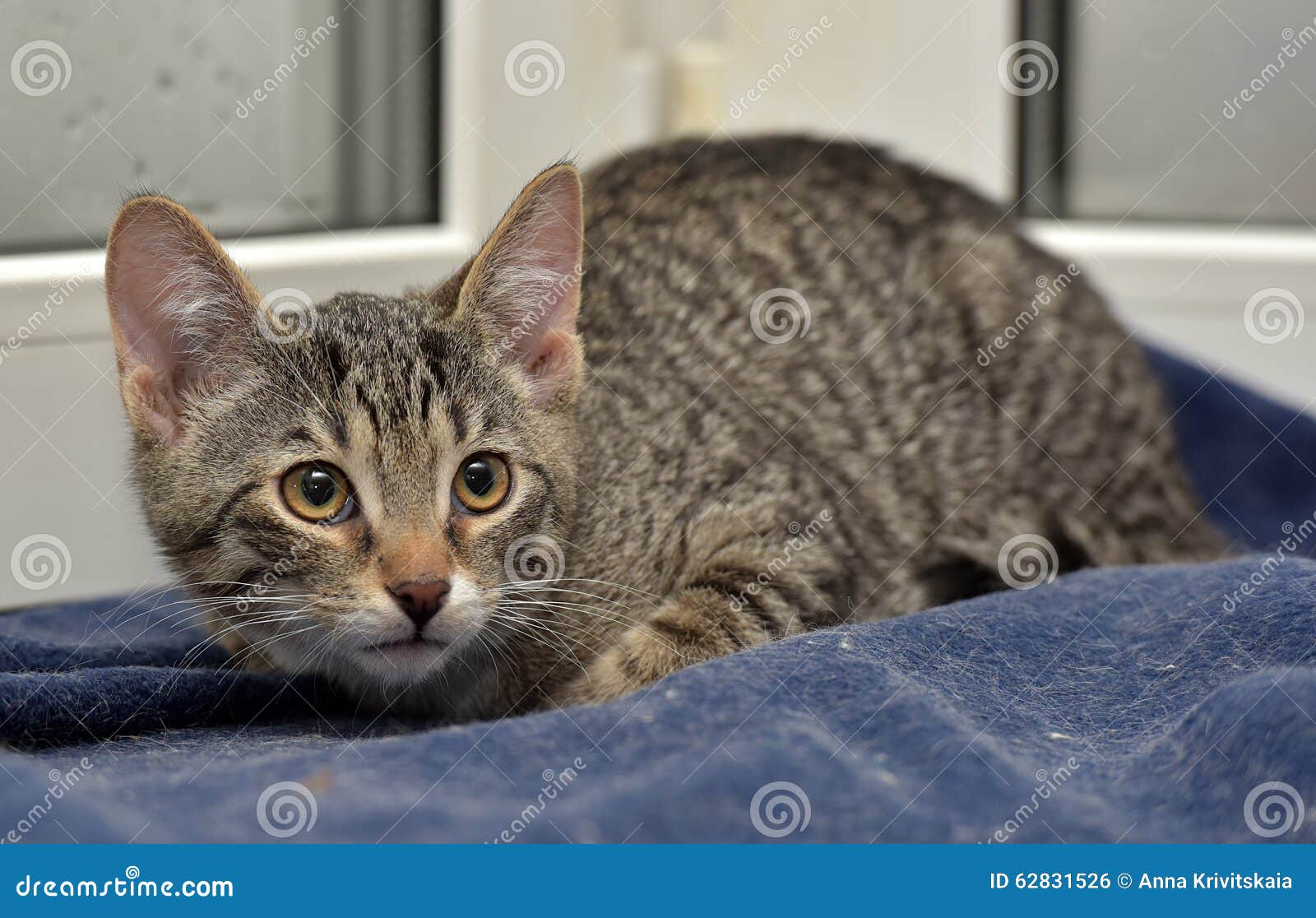 Teen kitten 3 months stock photo. Image of european, defaulter - 62831526