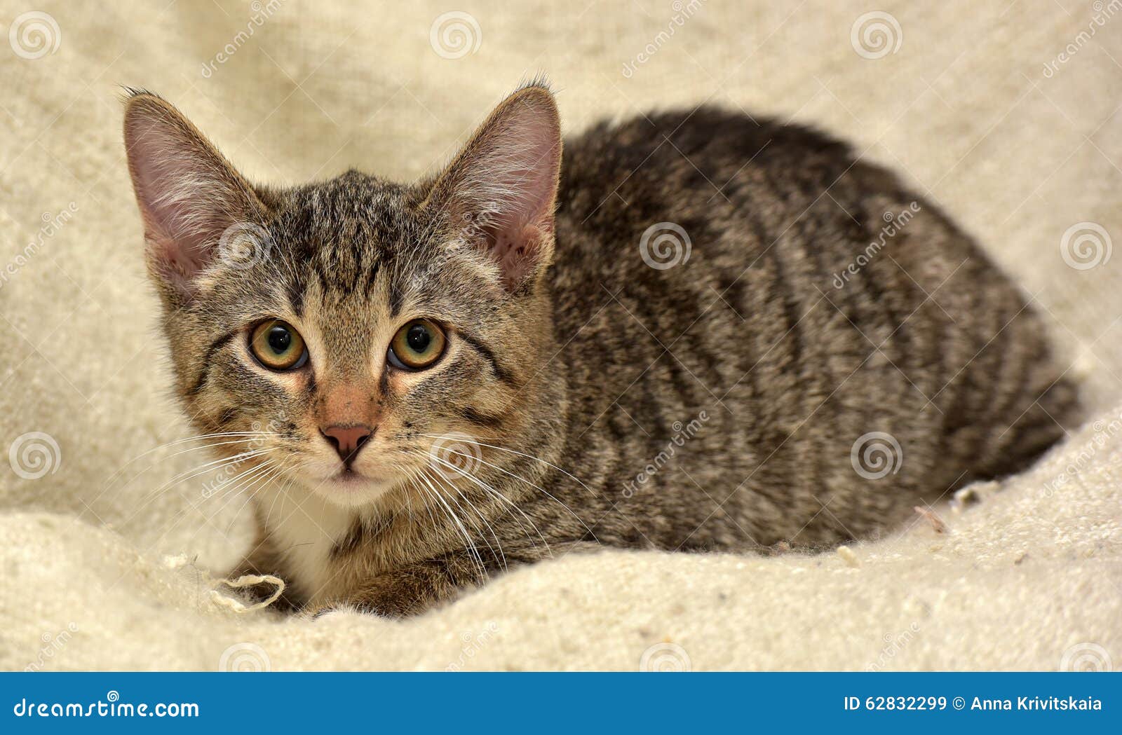 Teen kitten 3 months stock image. Image of beautiful - 62832299