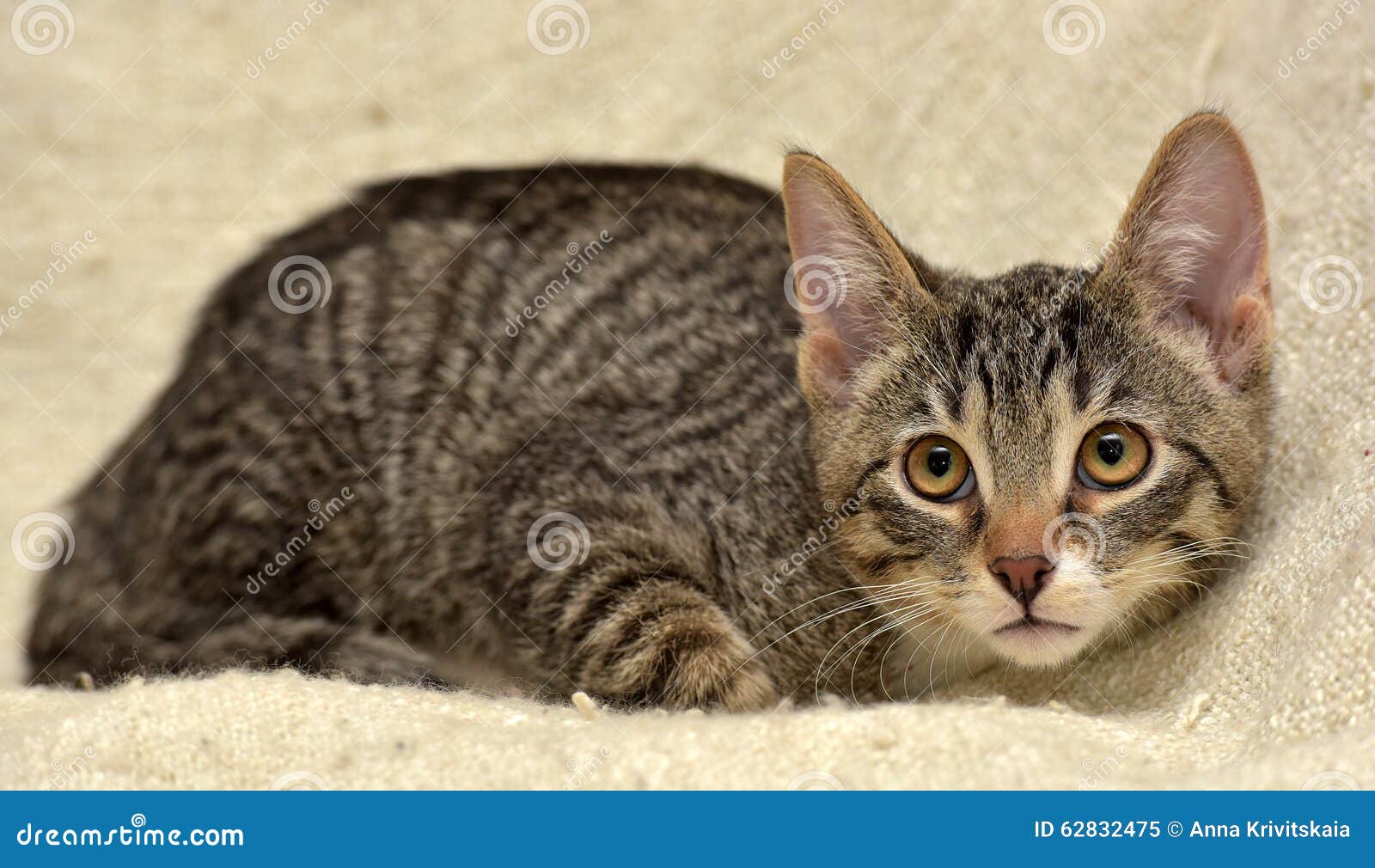Teen kitten 3 months stock image. Image of european, attention - 62832475