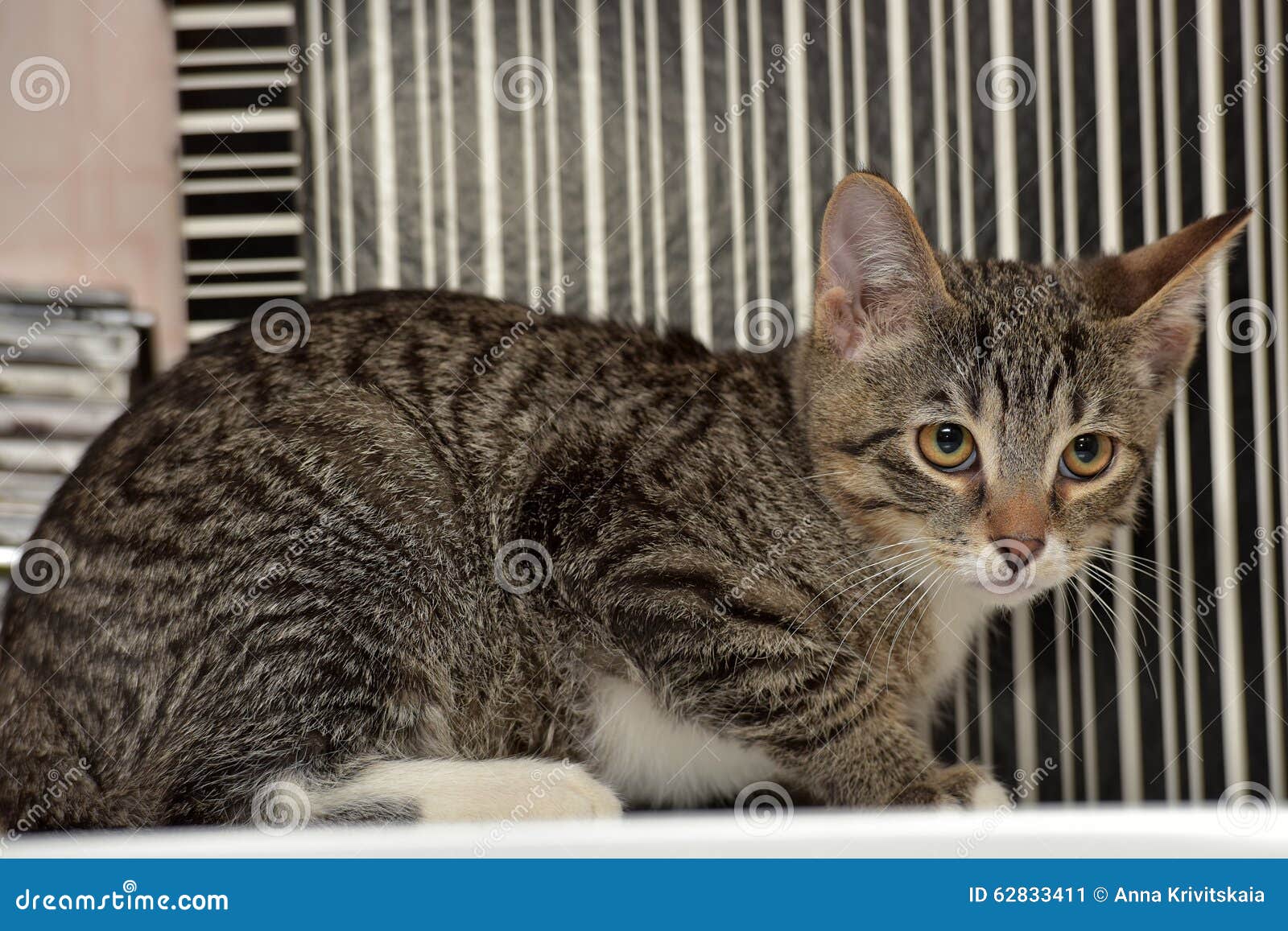 Teen kitten 3 months stock image. Image of animal, domestic - 62833411