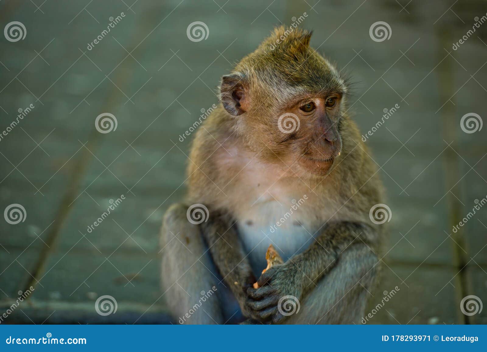 Teen Monkey Sits and Eats Root. Stock Image - Image of nature, brown ...