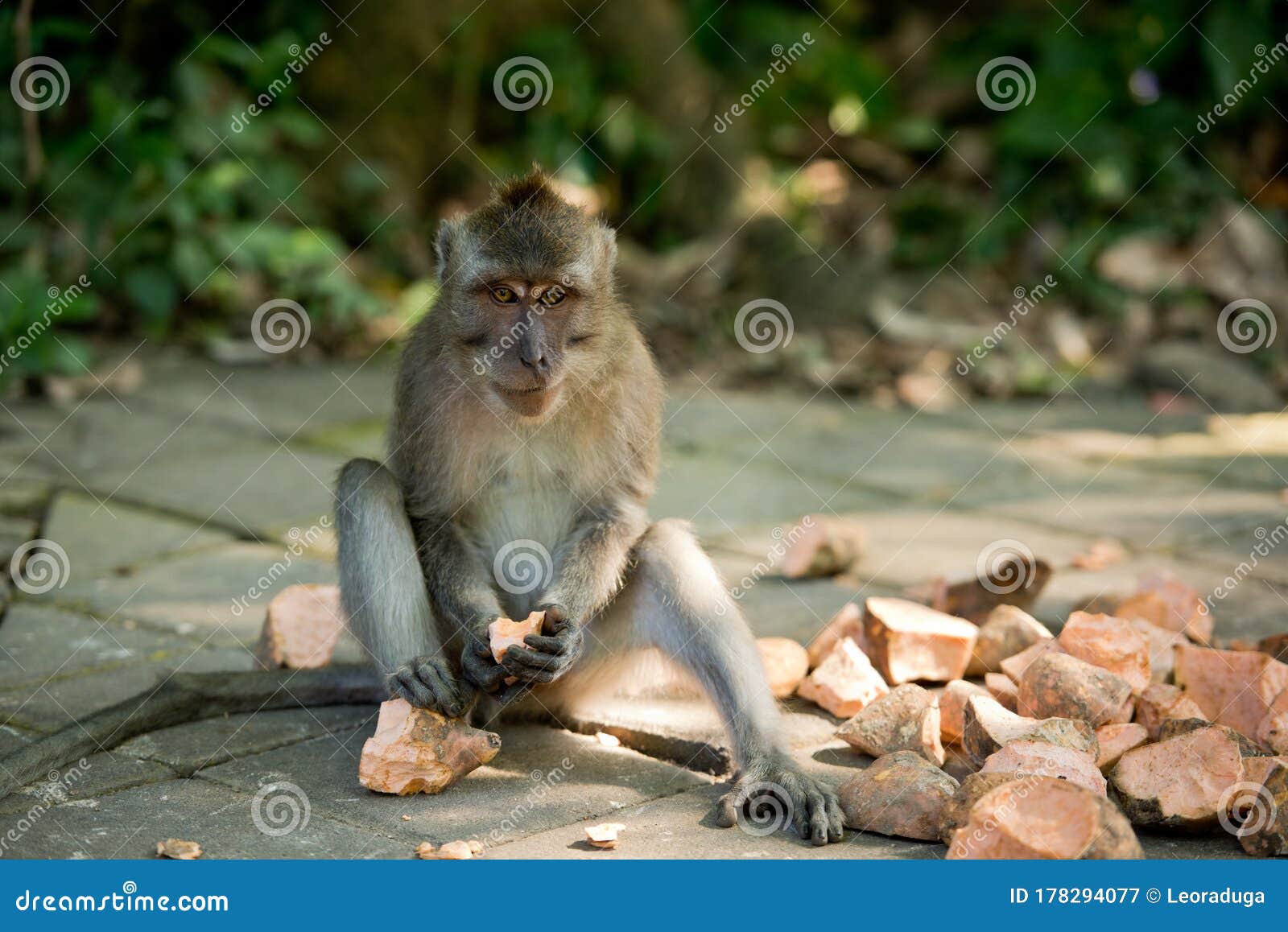 Teen Monkey Sits and Eats Root. Stock Image - Image of forest, jungle ...