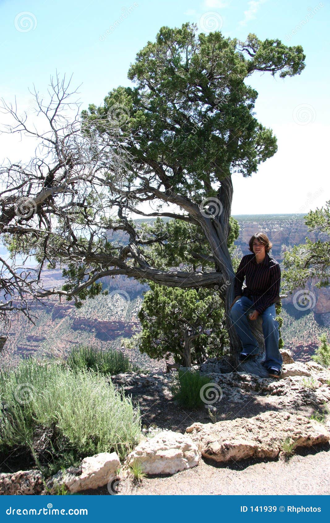 Teen in tree stock image. Image of arizona, history, high - 141939