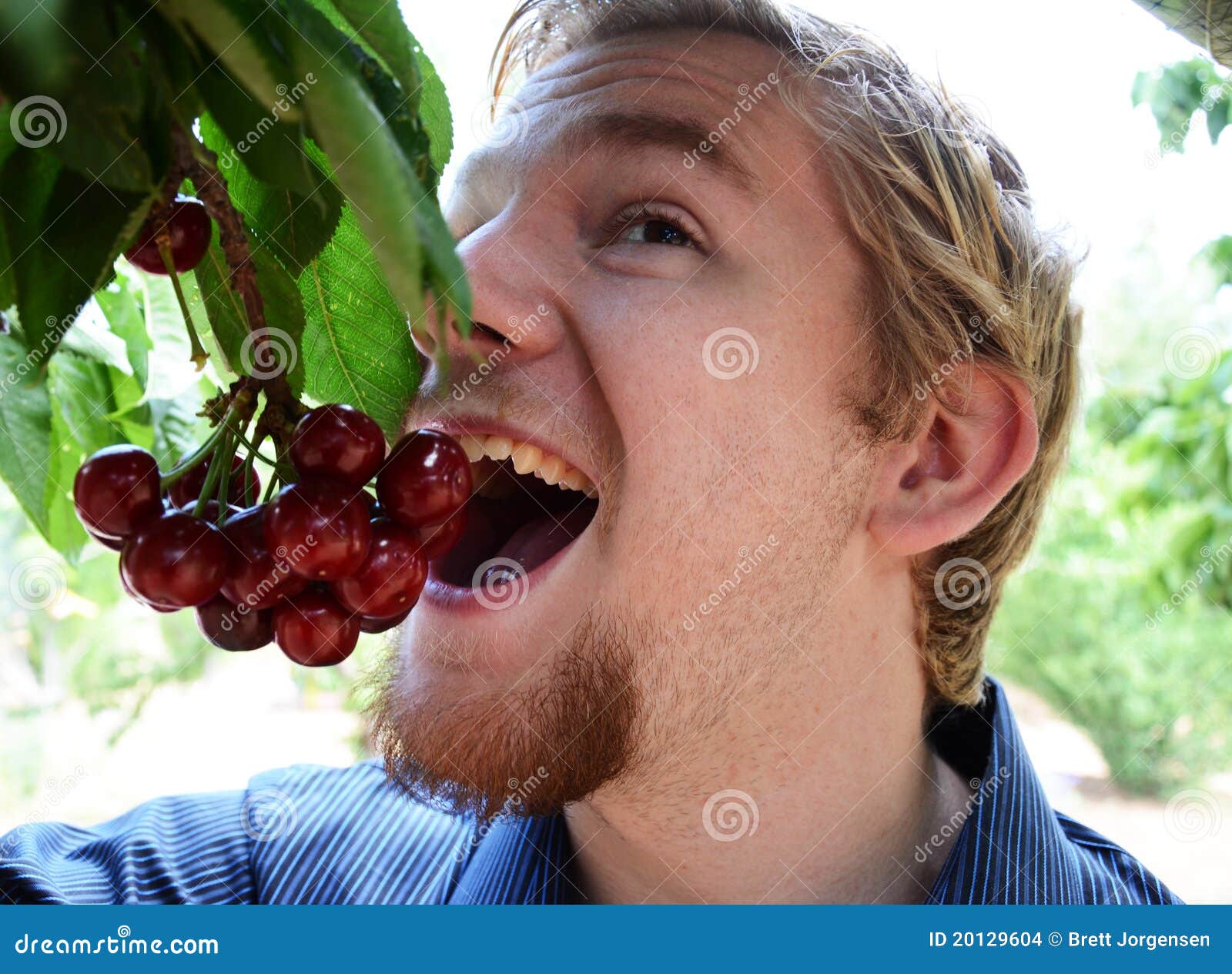 Teenage Boy Eating Cherries Off of a Tree Stock Photo - Image of food ...