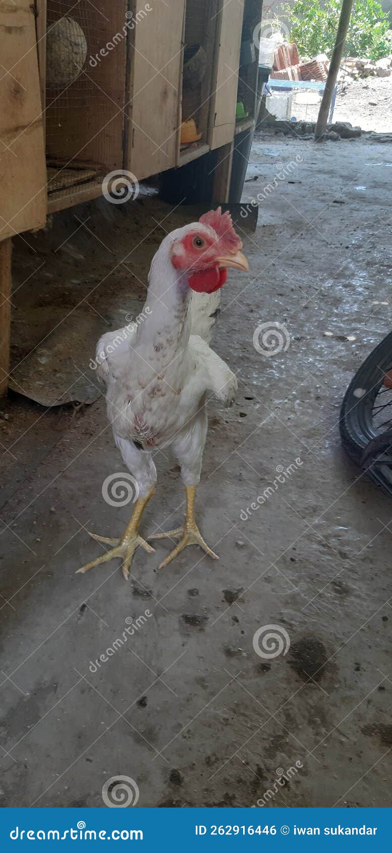 Teenage White chicken stock photo. Image of quail, animal - 262916446