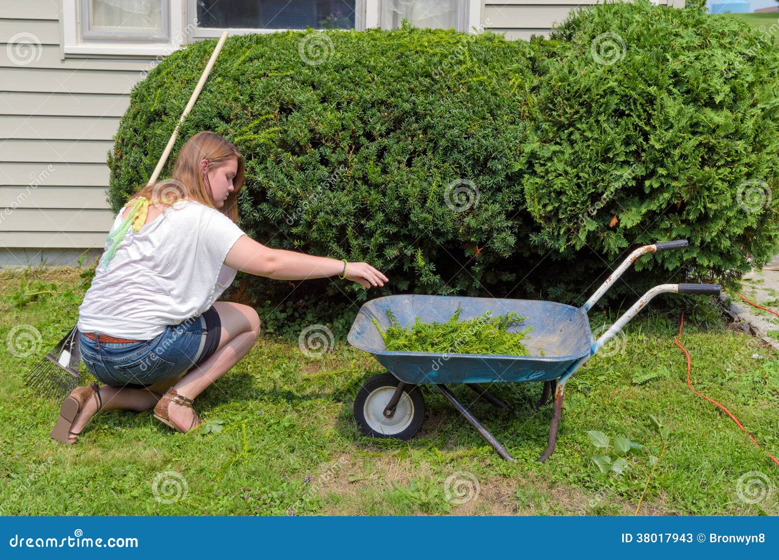 Teenager Helping with Yard Work Stock Image - Image of yews, outdoors ...