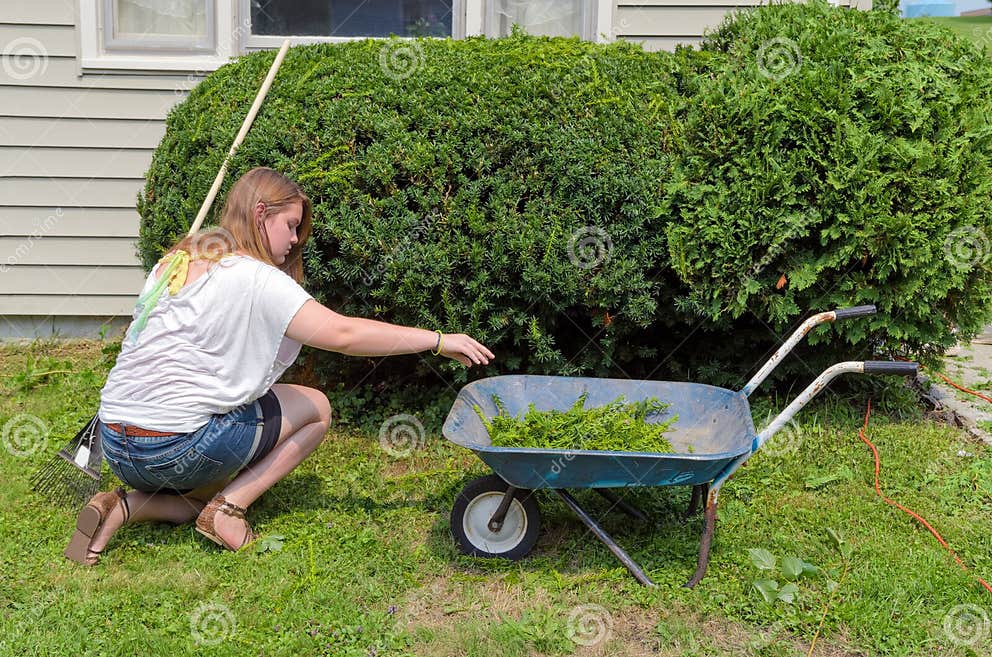 Teenager Helping with Yard Work Stock Image - Image of yews, outdoors ...