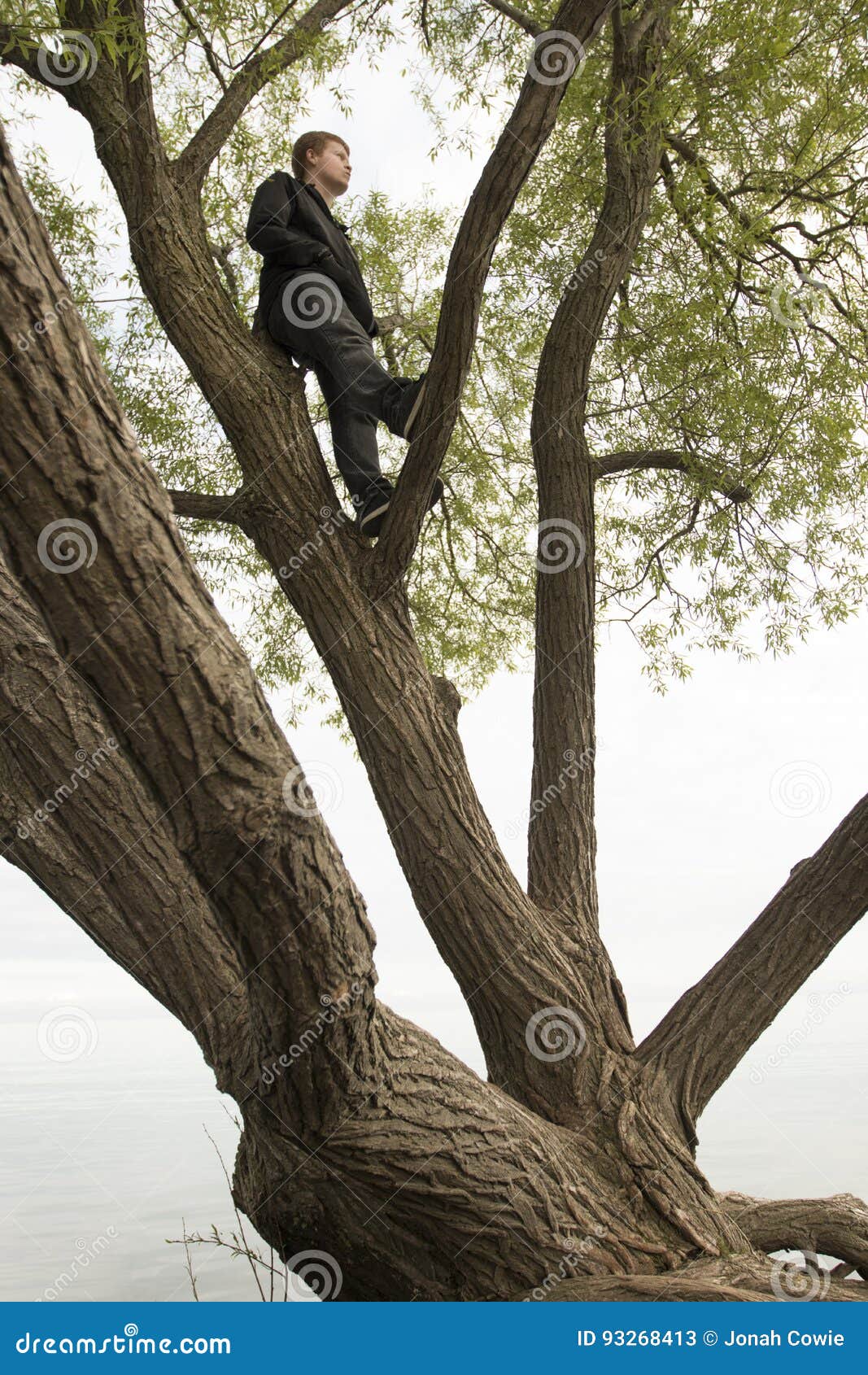 Teenager Up in Tree Thinking Stock Image - Image of open, beach: 93268413