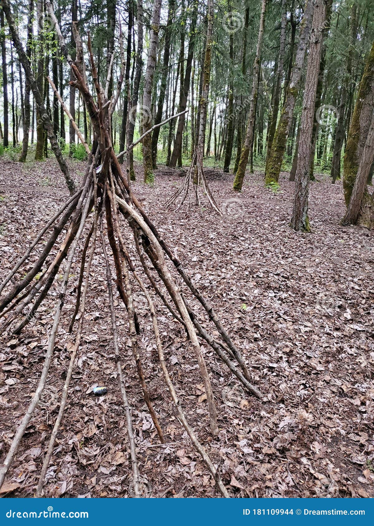 Teepee of Long Sticks in a Forest 2 Stock Photo - Image of forest, long ...
