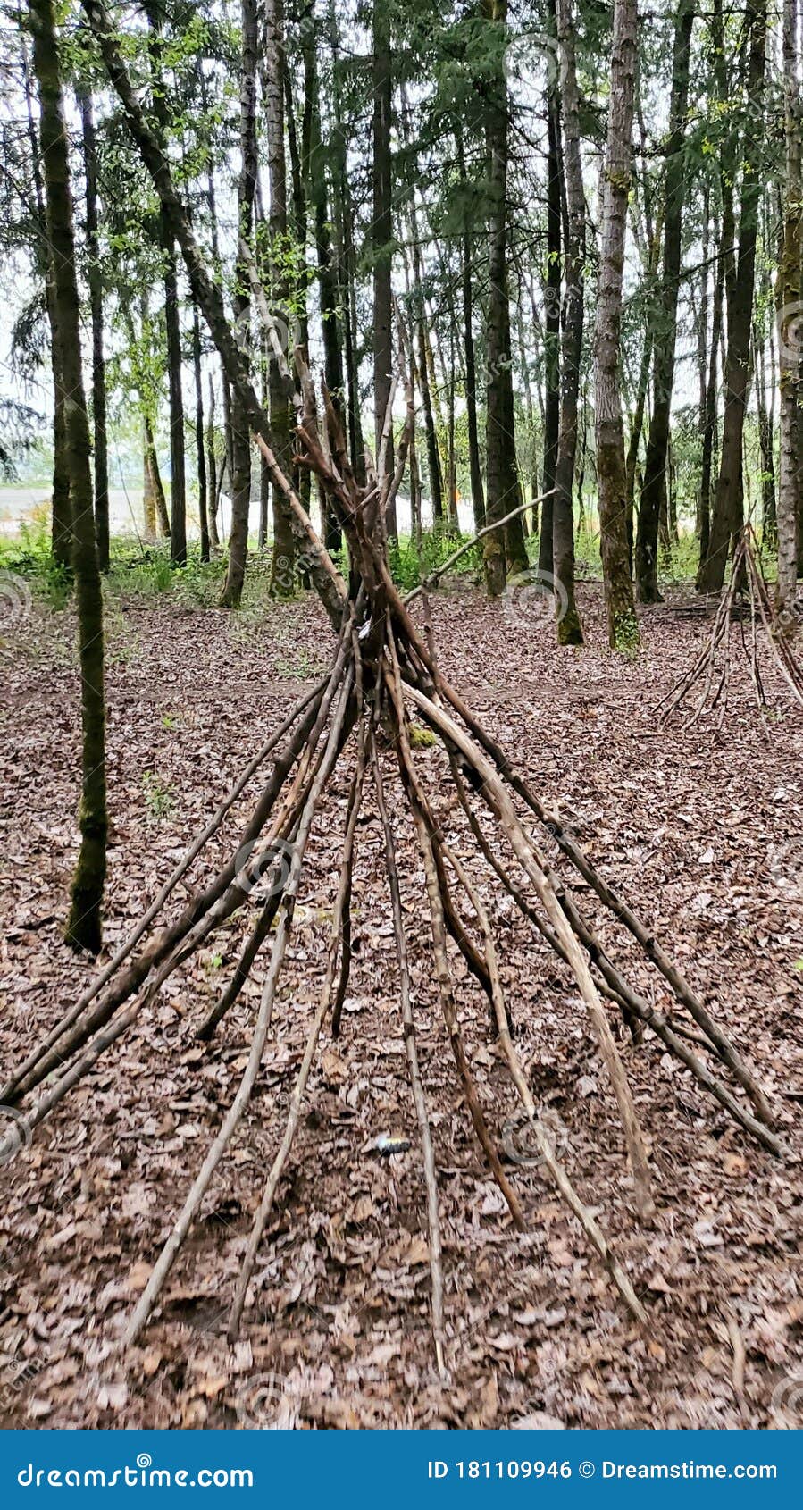 Teepee of Long Sticks in a Forest Stock Photo - Image of covered ...