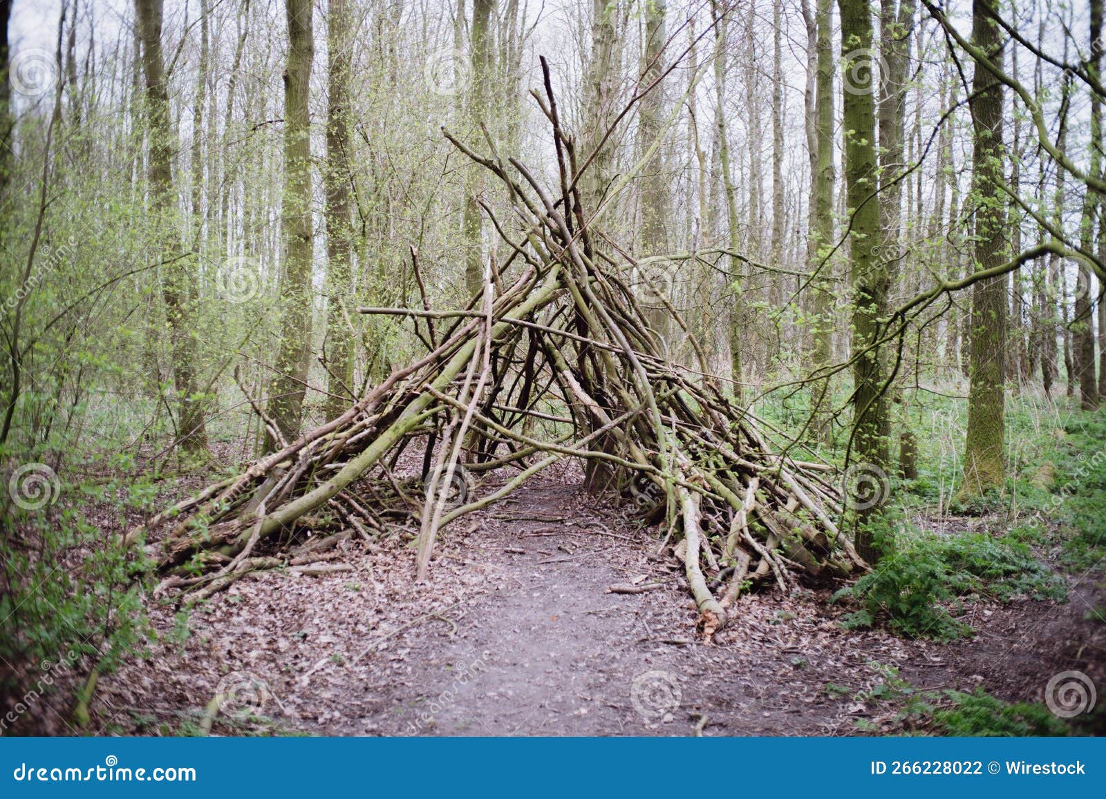 Teepee Made of Sticks in the Forest Stock Photo - Image of calm ...