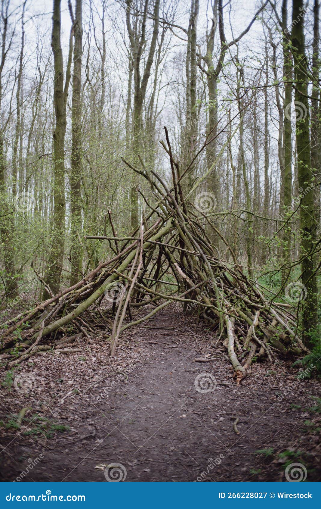 Teepee Made of Sticks in the Forest Stock Image - Image of sticks ...