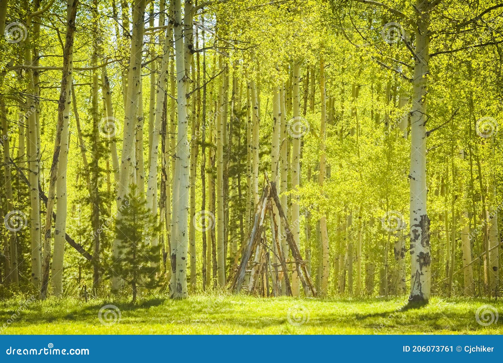 Teepee in Trees Light Fresh Green Forest Scene Stock Image - Image of ...