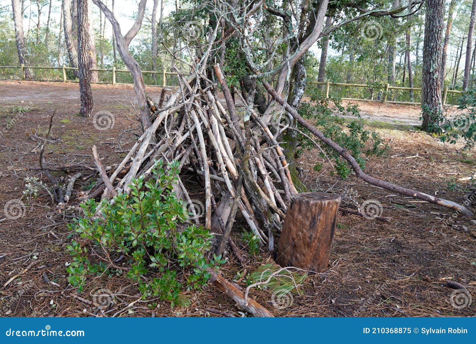 Teepee Wooden Hut in Forest Made of Poles Stock Image - Image of lush ...