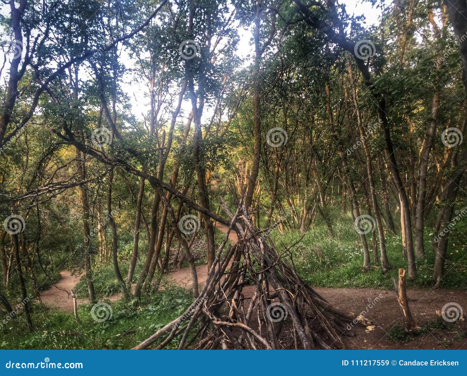 Teepee in the woods stock image. Image of tree, woods - 111217559