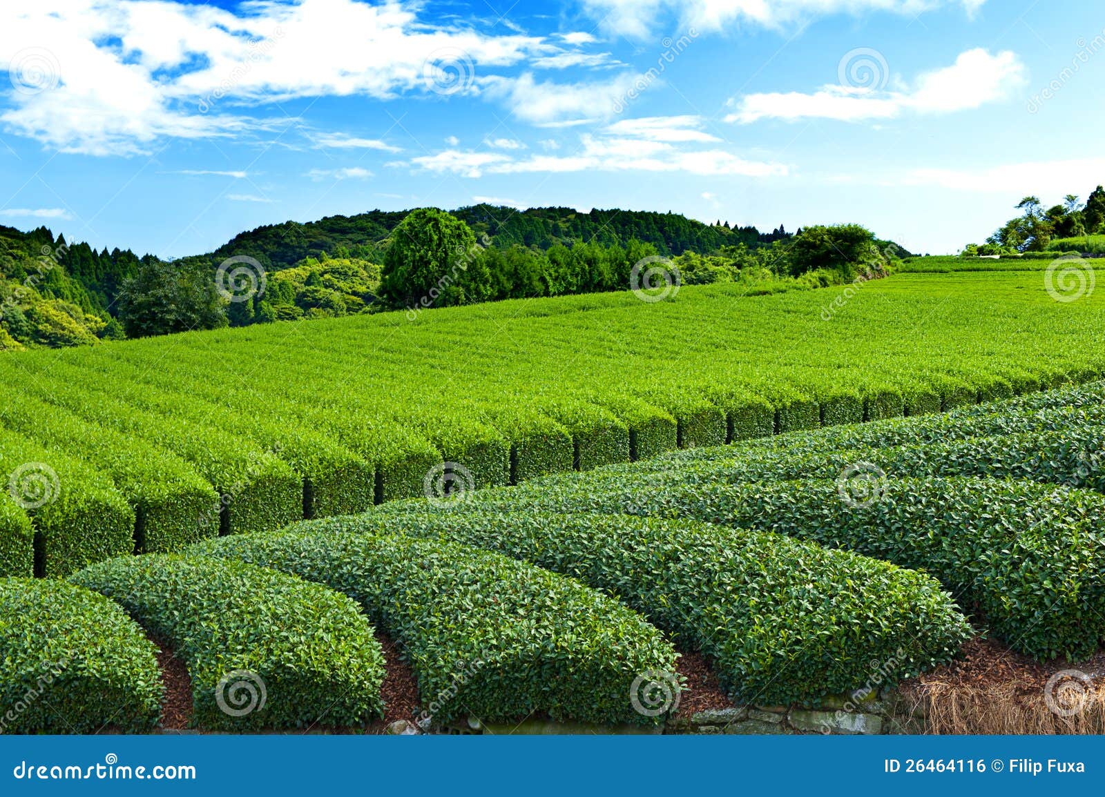 Teeplantage stockfoto. Bild von himmel, land, plantage - 26464116