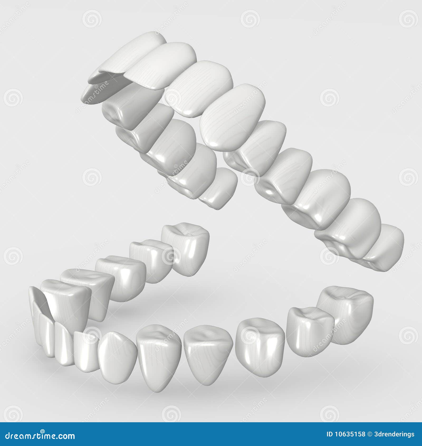 Teeth stock illustration. Illustration of bone, skeleton - 10635158