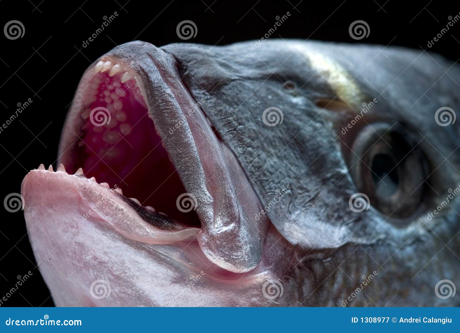 Teeth stock image. Image of meat, sharp, mediterranean - 1308977