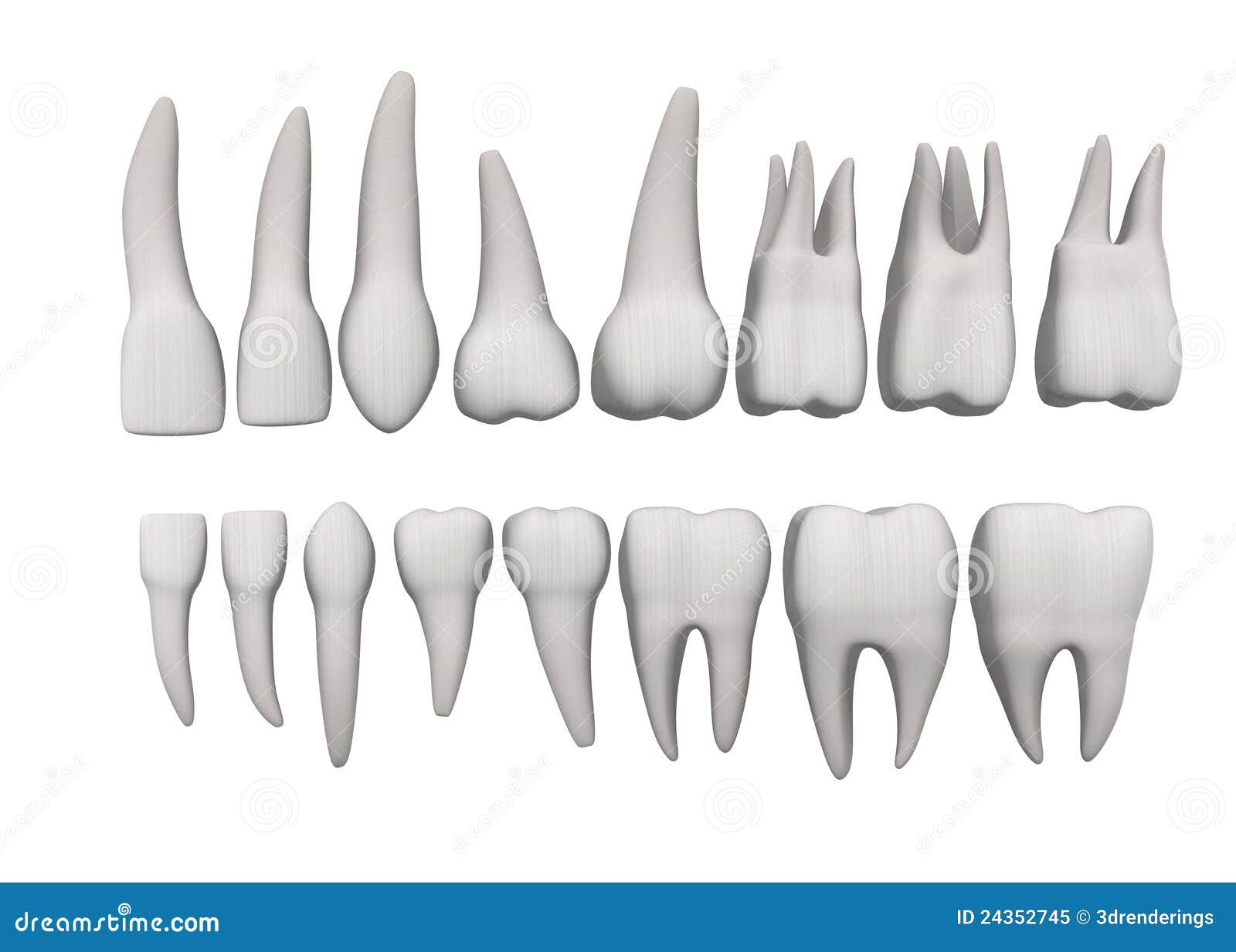 Teeth - 16 set stock illustration. Illustration of fillings - 24352745