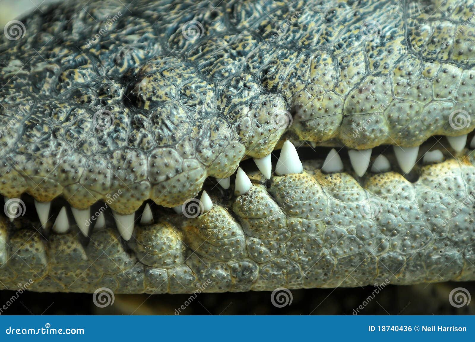 Teeth stock photo. Image of waiting, blooded, croc, animal - 18740436