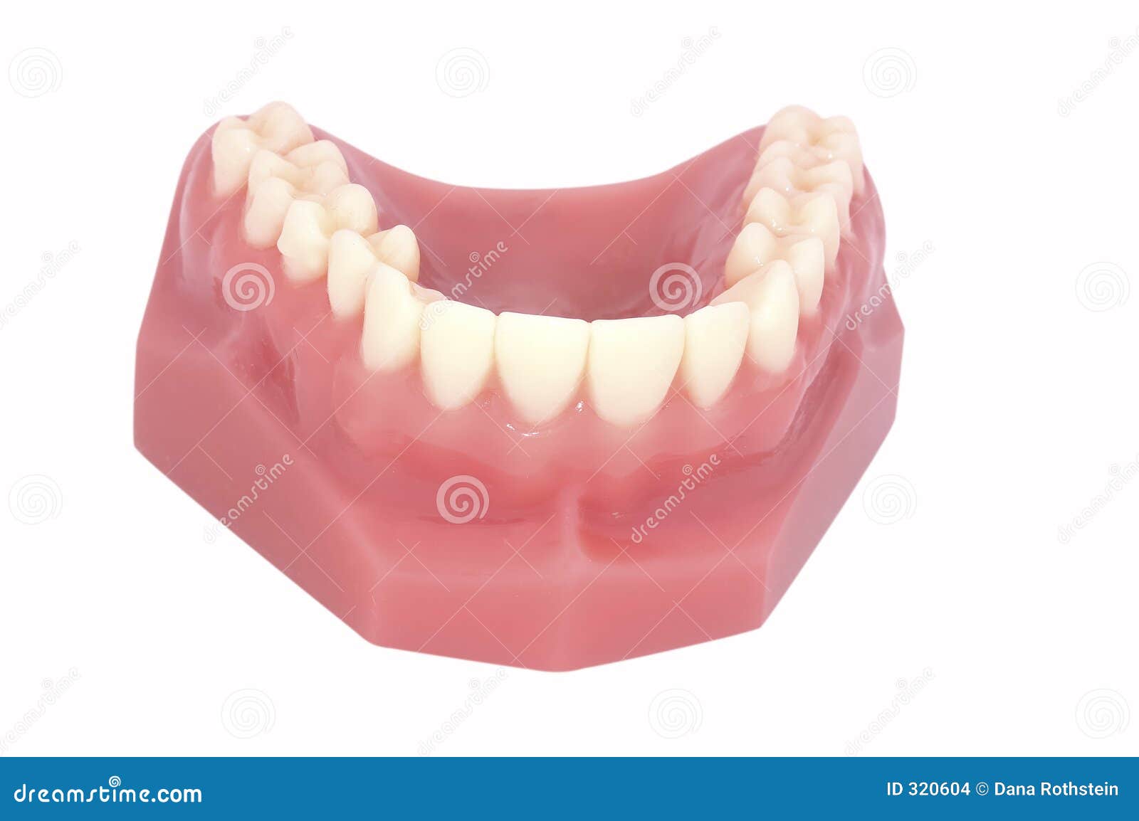 Teeth stock photo. Image of isolated, dental, model, tooth - 320604