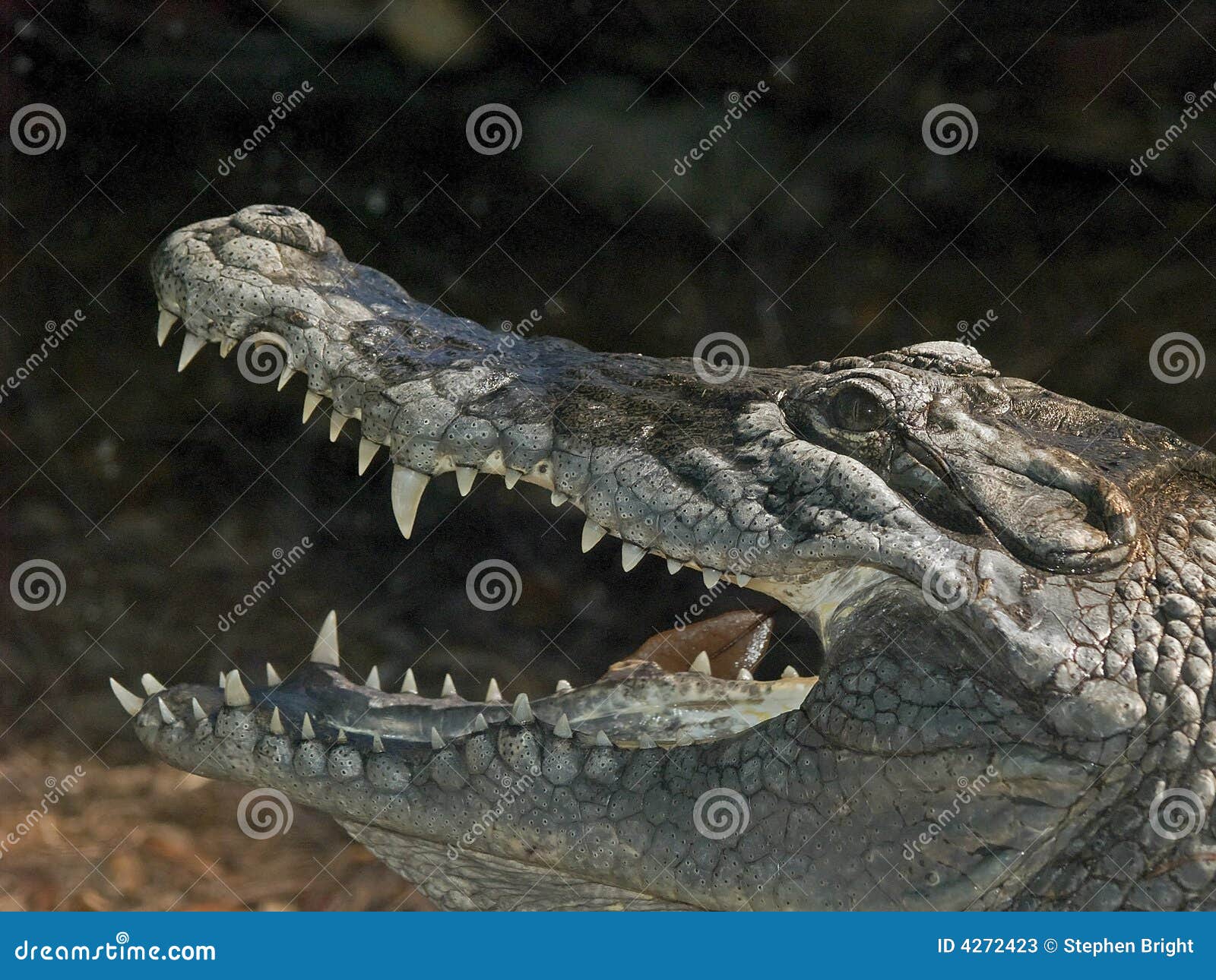 Teeth stock image. Image of gator, teeth, florida, ferocious - 4272423