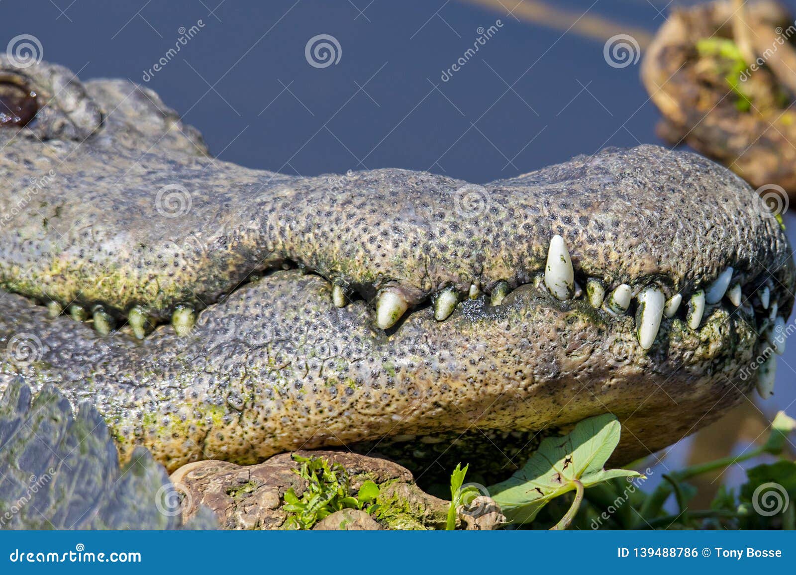 Teeth of an American Alligator Stock Photo - Image of american, leather ...