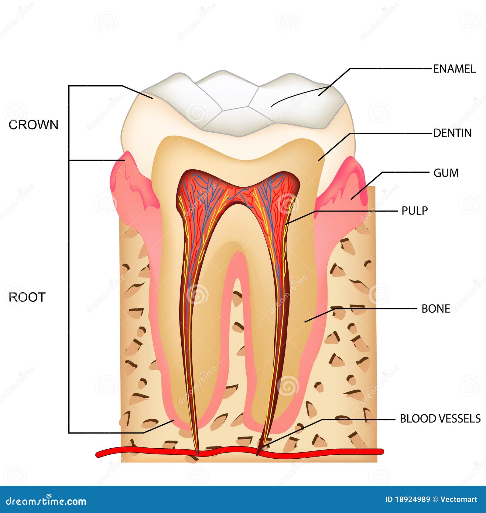 Teeth Anatomy Cartoon Vector | CartoonDealer.com #18924989