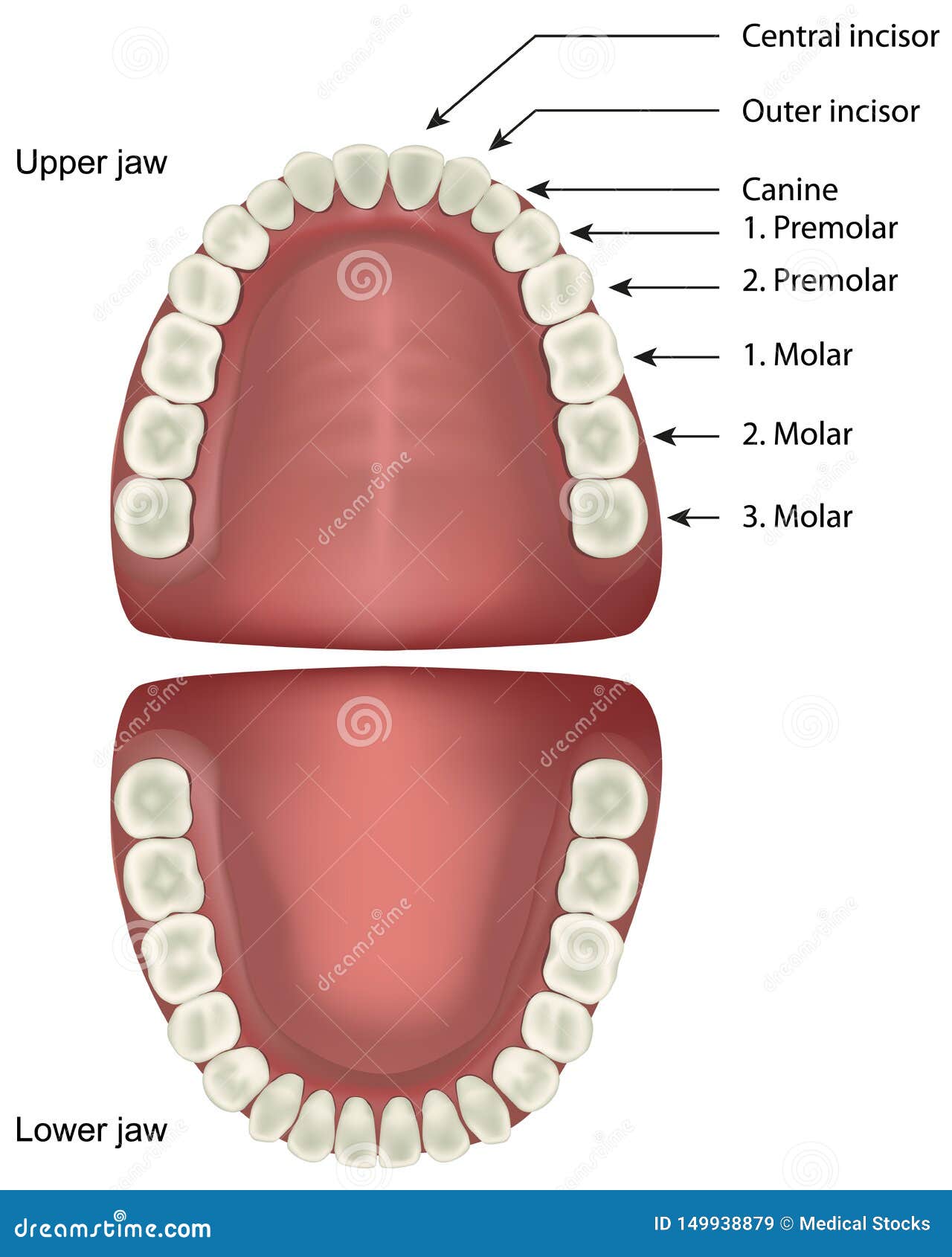 Teeth Anatomy Medical Vector Illustration Isolated on White Background ... Teeth Anatomy Medical Vector Illustration Isolated on White Background ...
