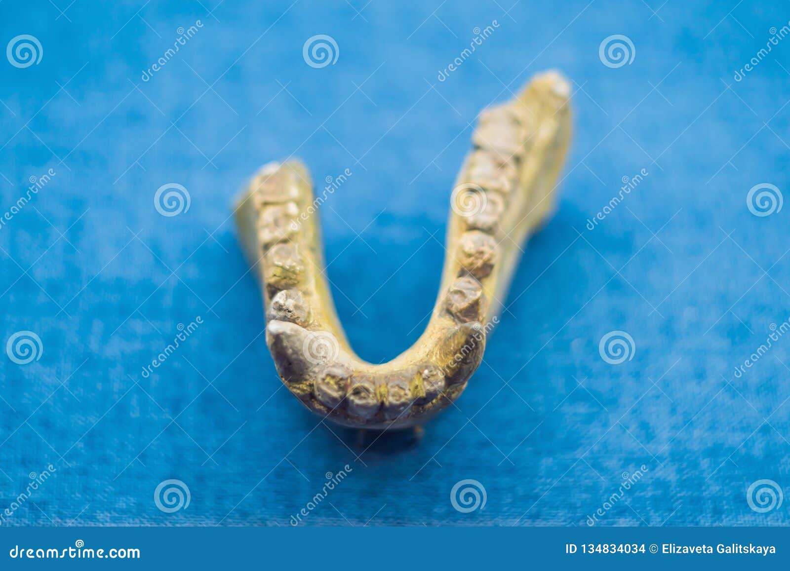Teeth of an Ancient Man. Human Evolution is the Evolutionary Process ...