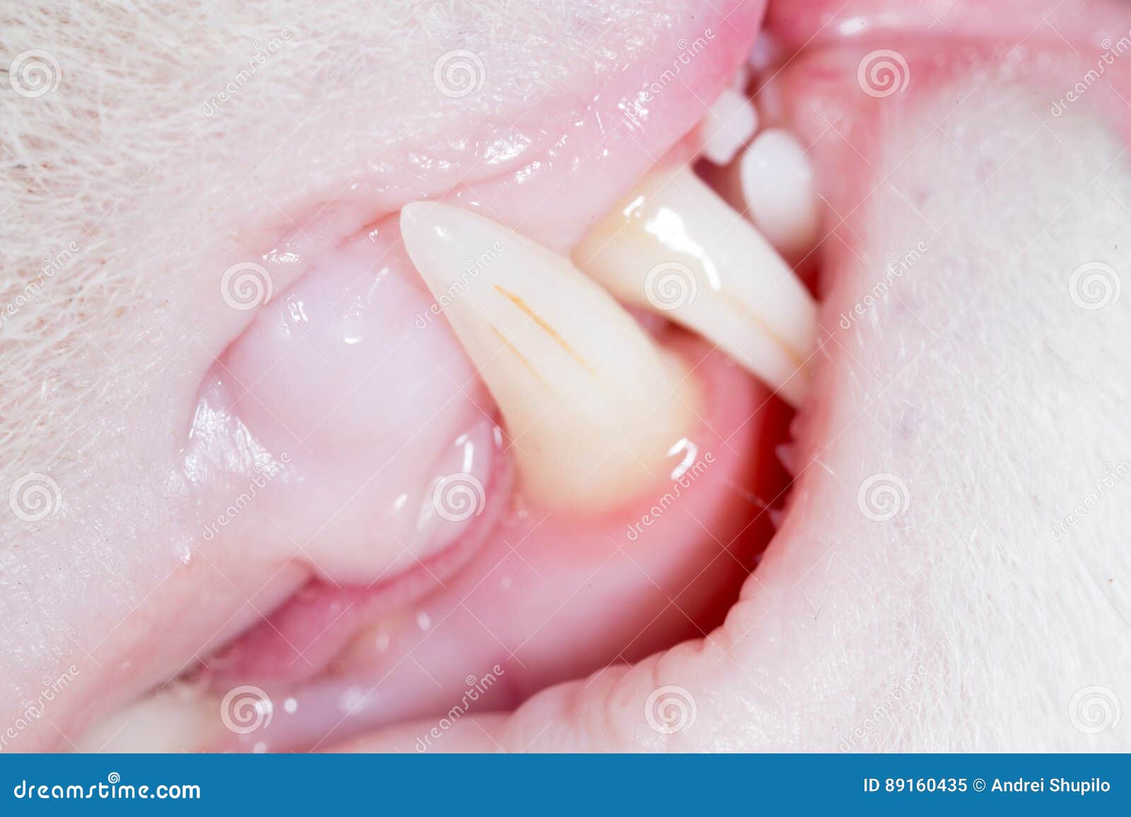 Teeth of a Cat As a Background Stock Image - Image of pretty, nose ...