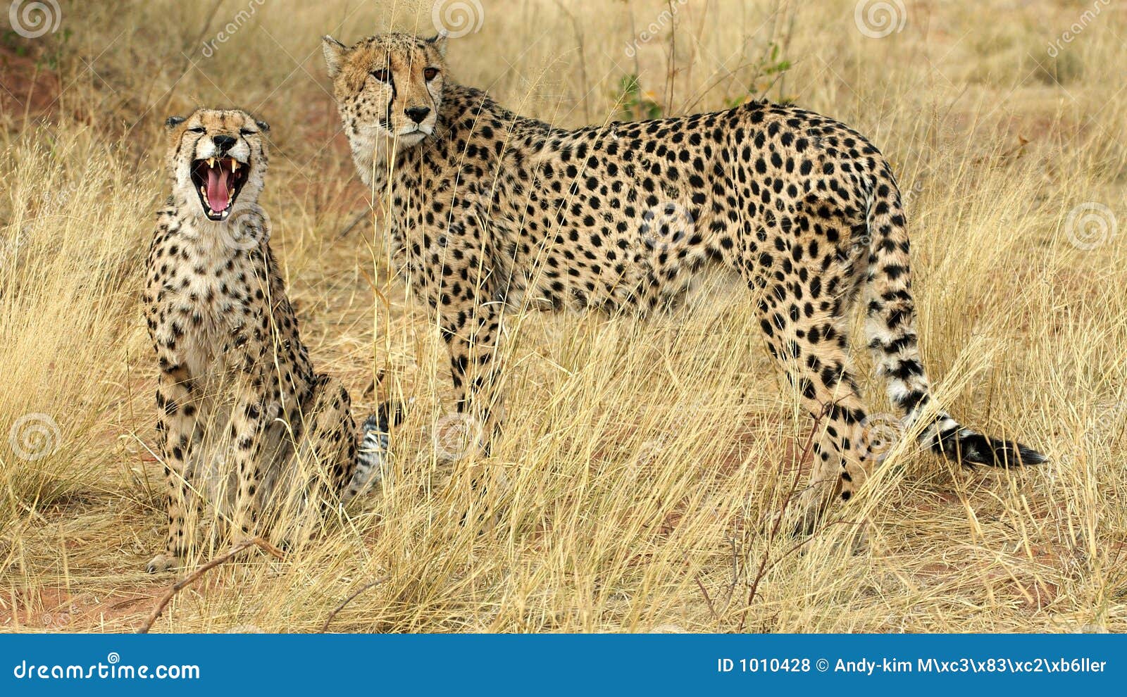 Teeth of a cheetah stock photo. Image of grass, acinonyx - 1010428