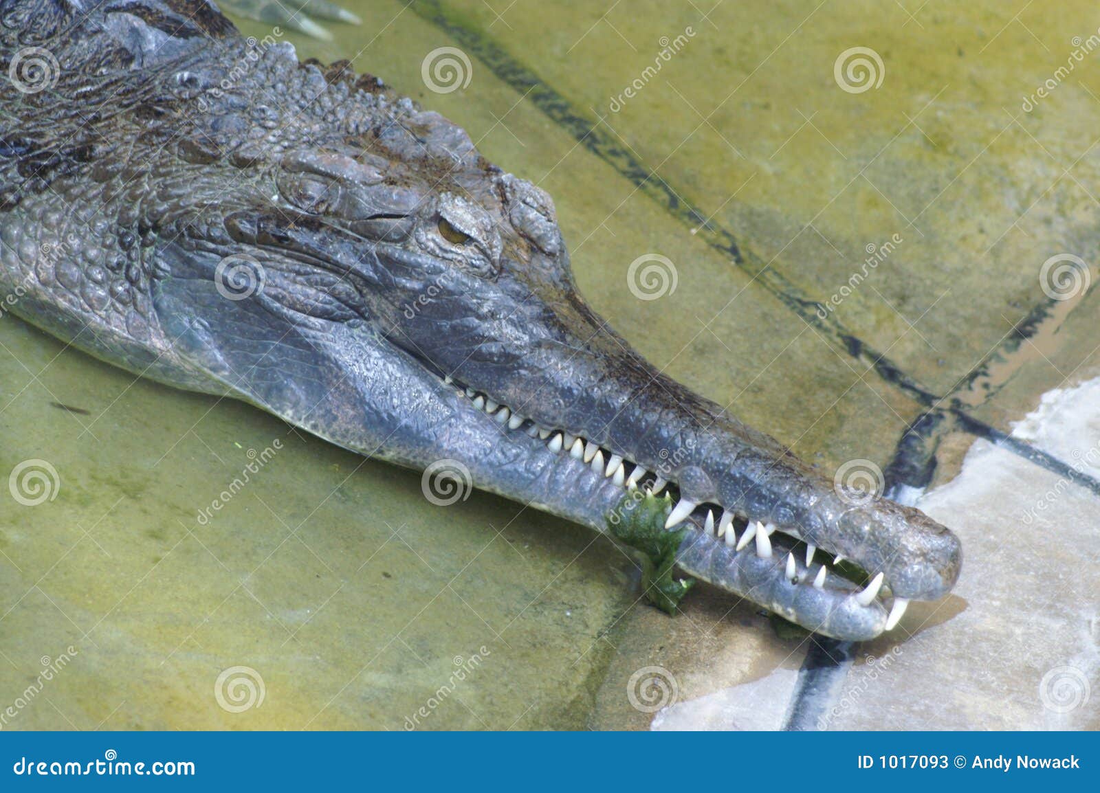 Teeth of crocodile stock image. Image of remote, teeth - 1017093