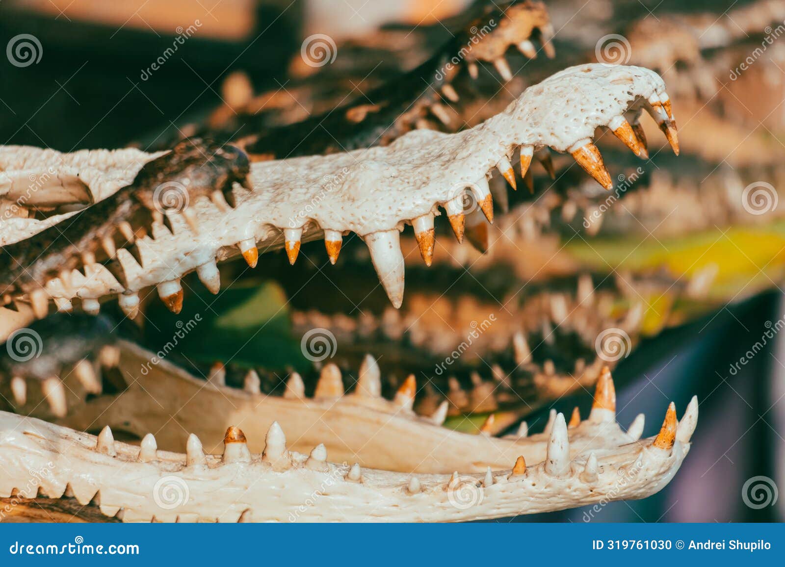 Teeth on Crocodile Jaws As a Background Stock Photo - Image of wild ...