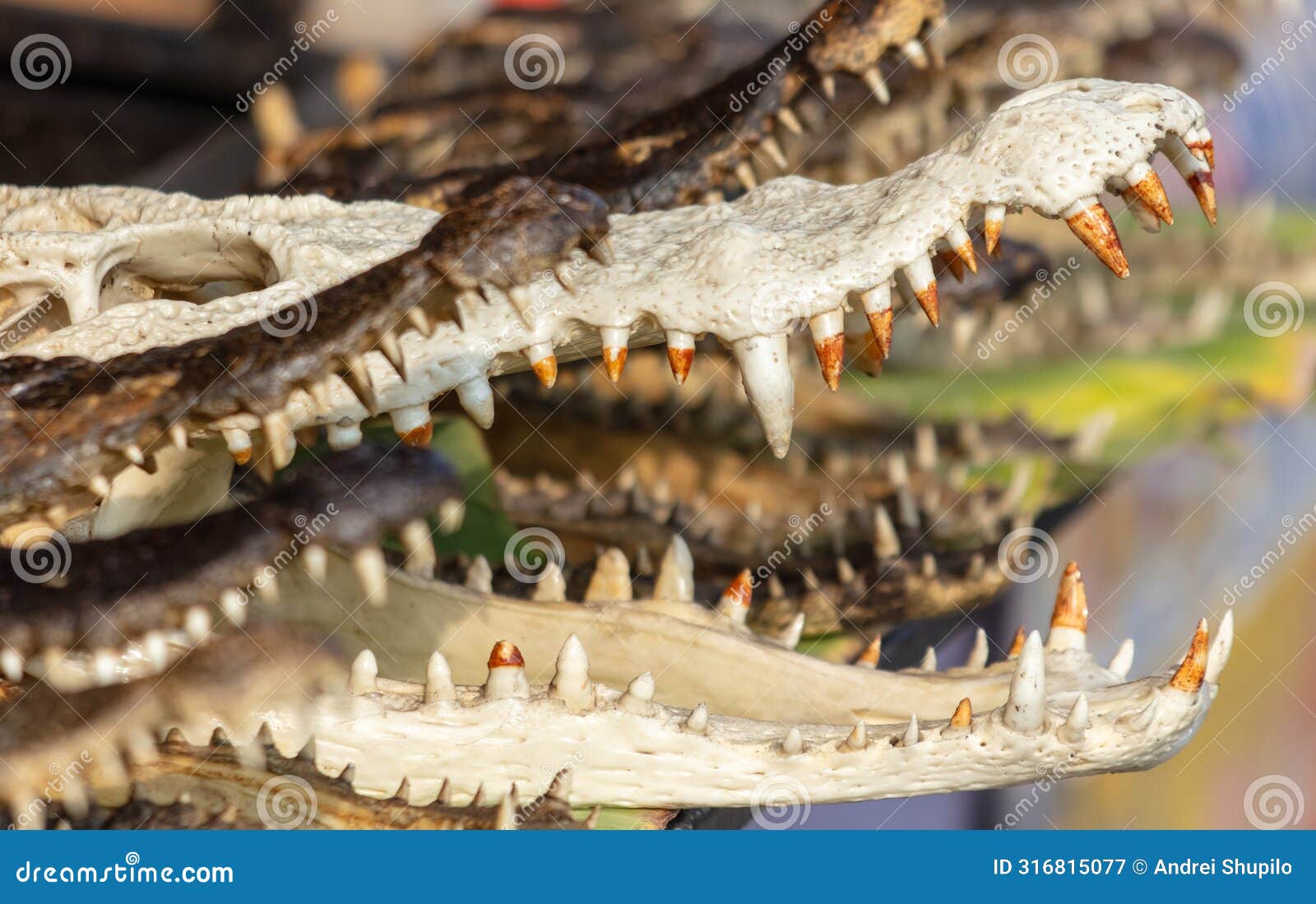 Teeth on Crocodile Jaws As a Background Stock Image - Image of tooth ...