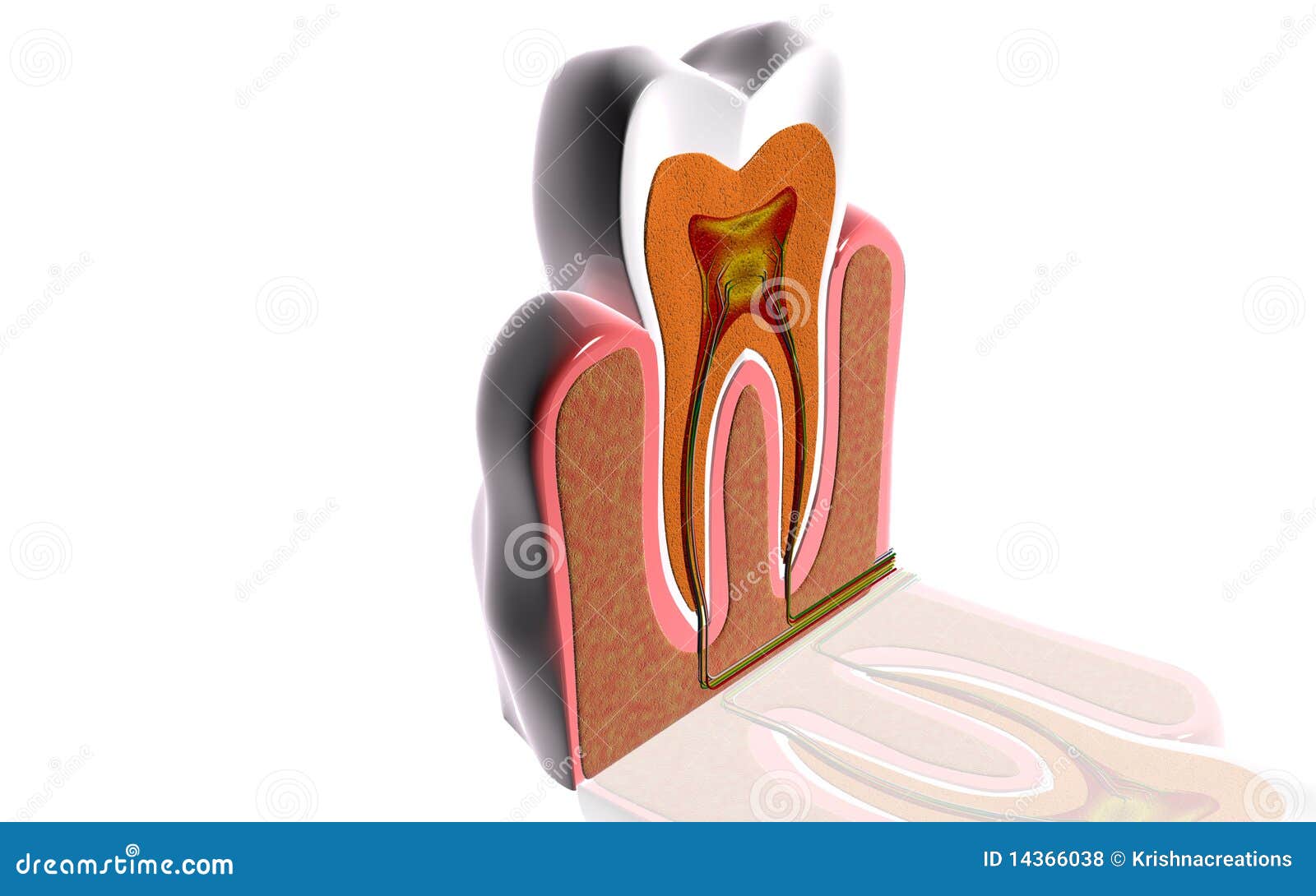 Teeth Cross Section Stock Illustration | CartoonDealer.com #14366038