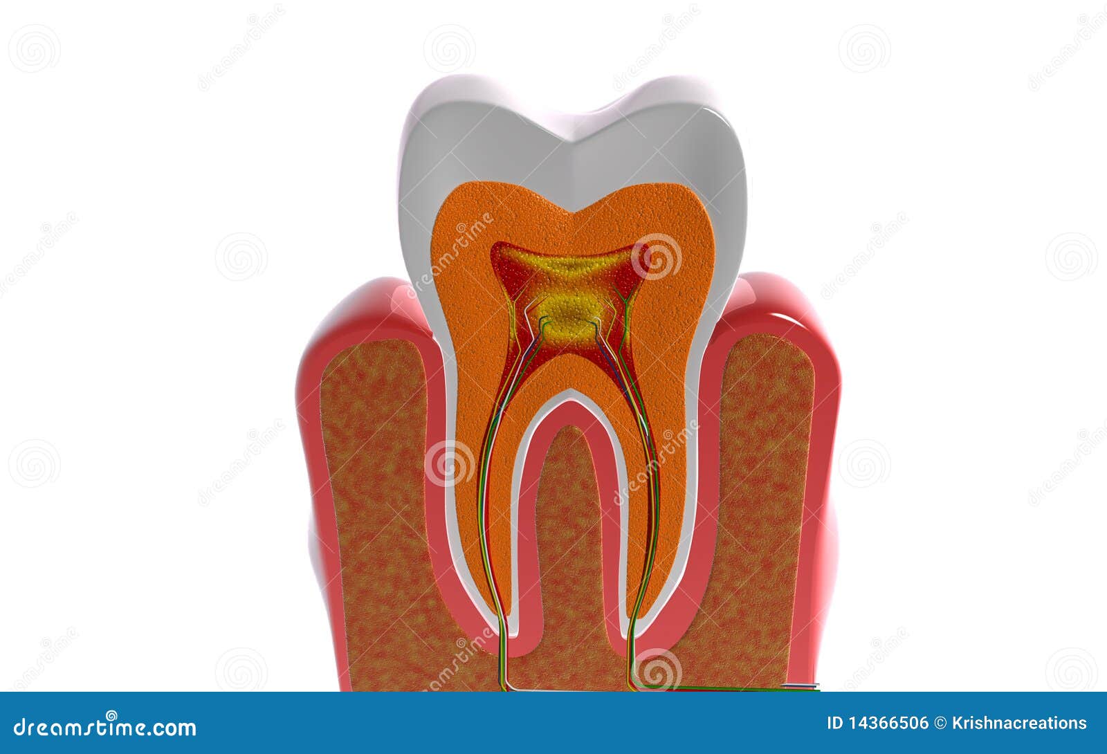 Teeth cross section stock illustration. Illustration of dental - 14366506