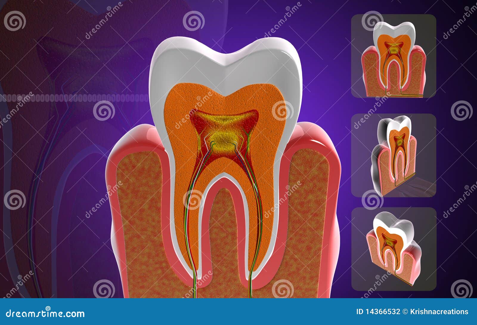 Teeth cross section stock illustration. Illustration of graphics - 14366532