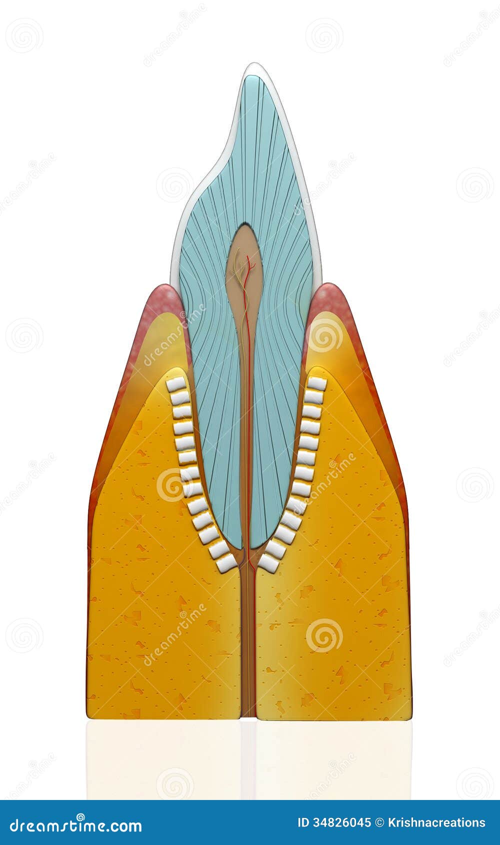 Teeth cross section stock illustration. Illustration of hospital - 34826045