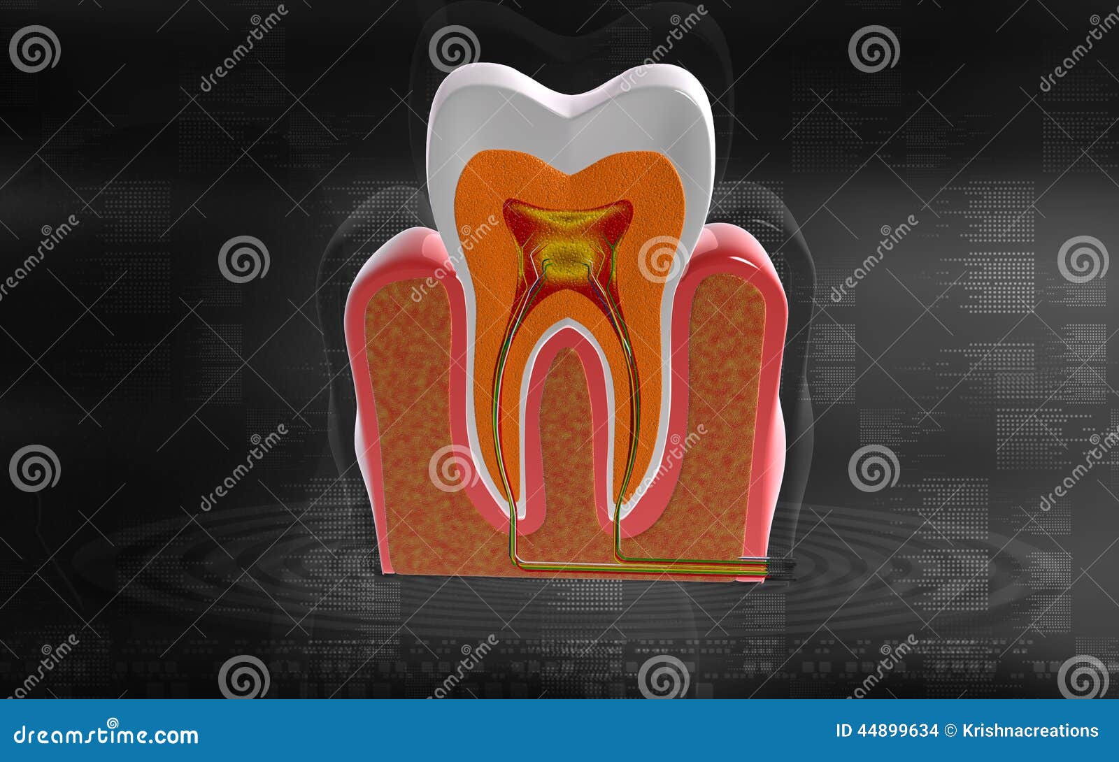 Teeth cross section stock illustration. Illustration of medical - 44899634
