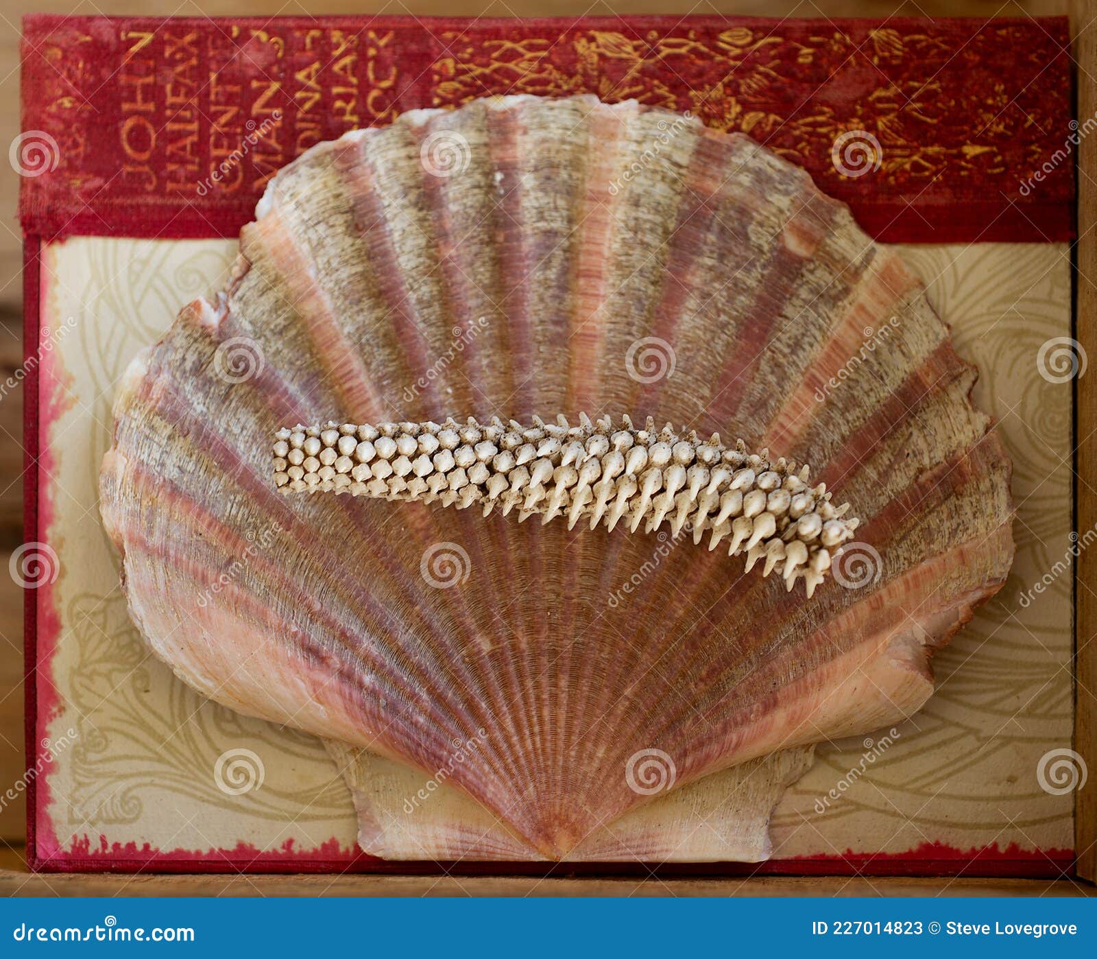 Teeth from the Crusher Plate of a Sting Ray Stock Image - Image of ...